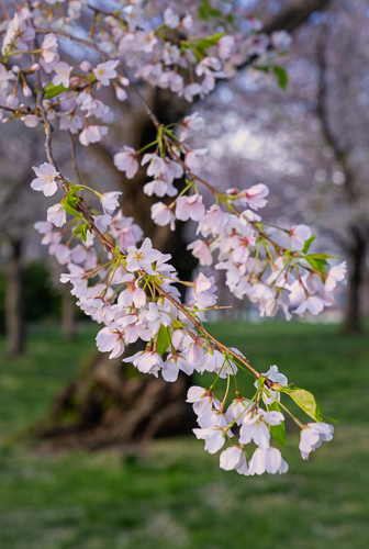 Capital Photography Center | 10 Tips For Capturing Spring Flowers
